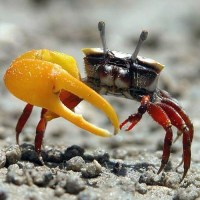 The Dyslexic Fiddler Crab – For Kids with Dyslexia By Kids with Dyslexia